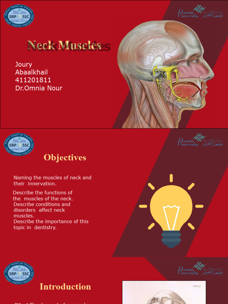 Neck Muscles and Their Innervation | PDF | Neck | Anatomy