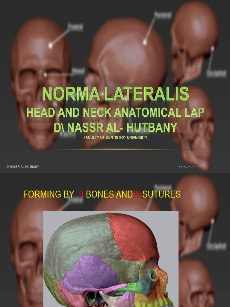 2nd Head & Neck Anatomical Lab DR - Nassr Al-Hutbany Norma Lateralis ...