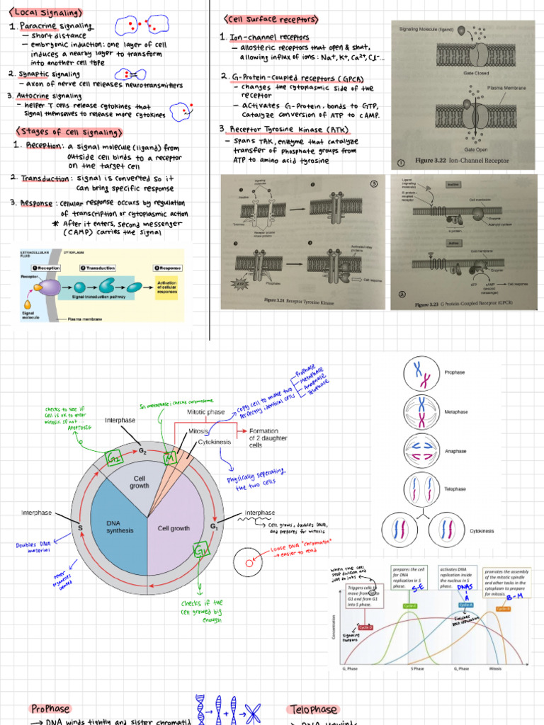 Unit 3 | PDF | Cell Signaling | Dominance (Genetics)