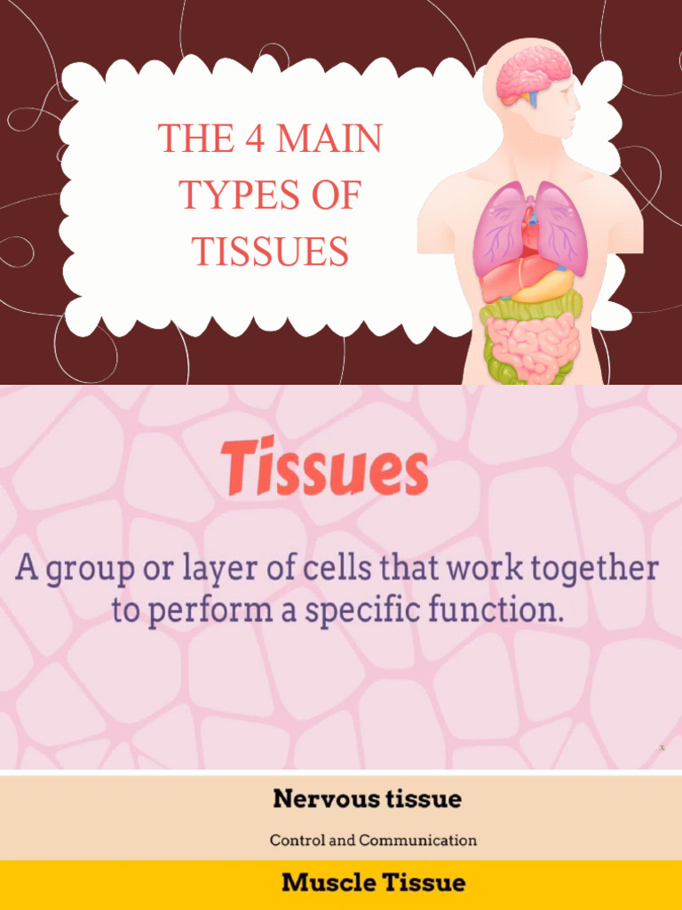 Types of Tissues | PDF