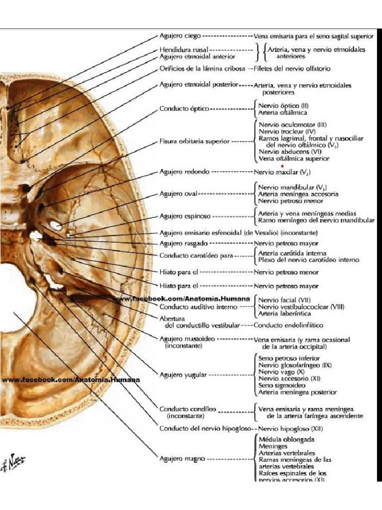 Agujeros Del Craneo | PDF