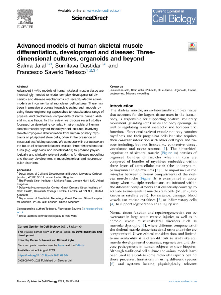 Advanced Models of Human Skeletal Muscle Differentiation - 2021 ...