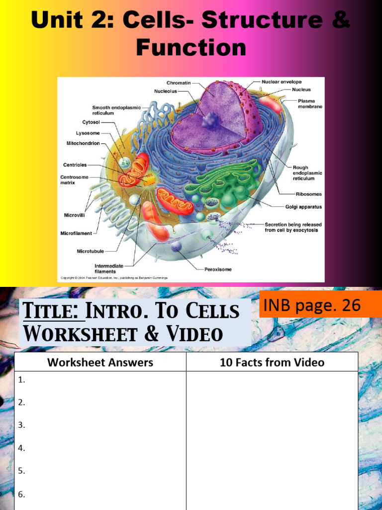 Unit 2 - Cells Structure Function | PDF | Cell (Biology) | Endoplasmic ...