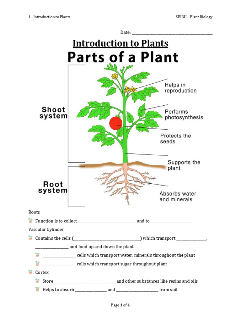 01 - Introduction To Plants | PDF | Plants | Botany