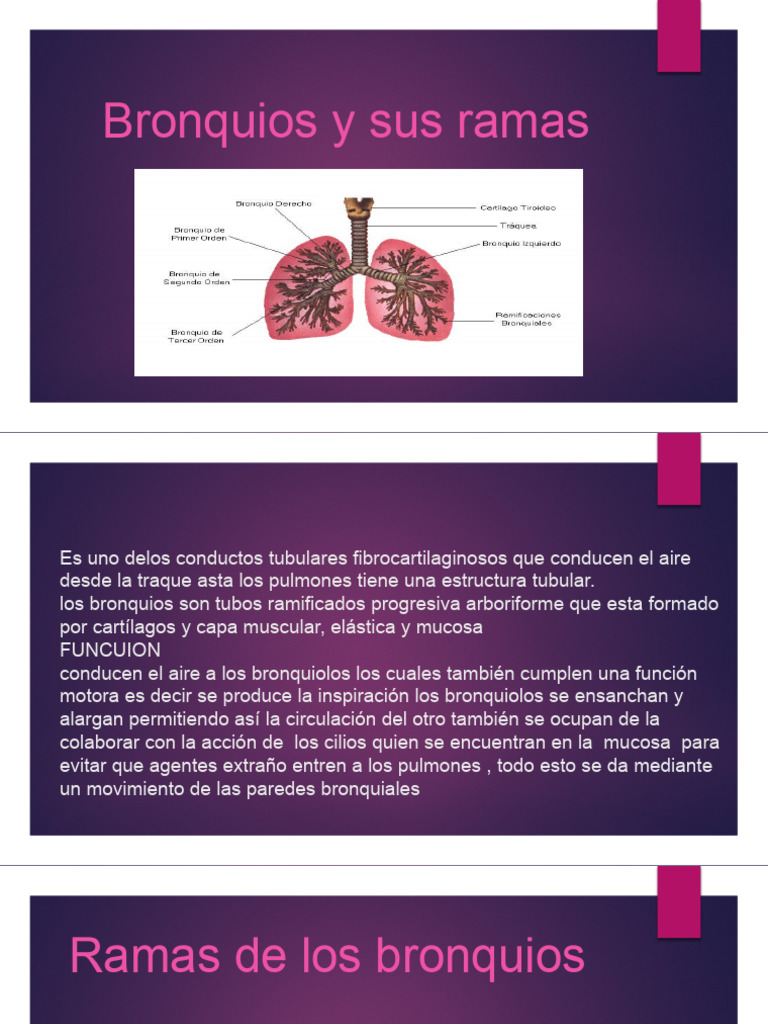 Estructura y Función de los Bronquios | PDF | Pulmón | Bronquitis