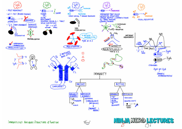 Antibody Structure Function Illustration Atf | PDF