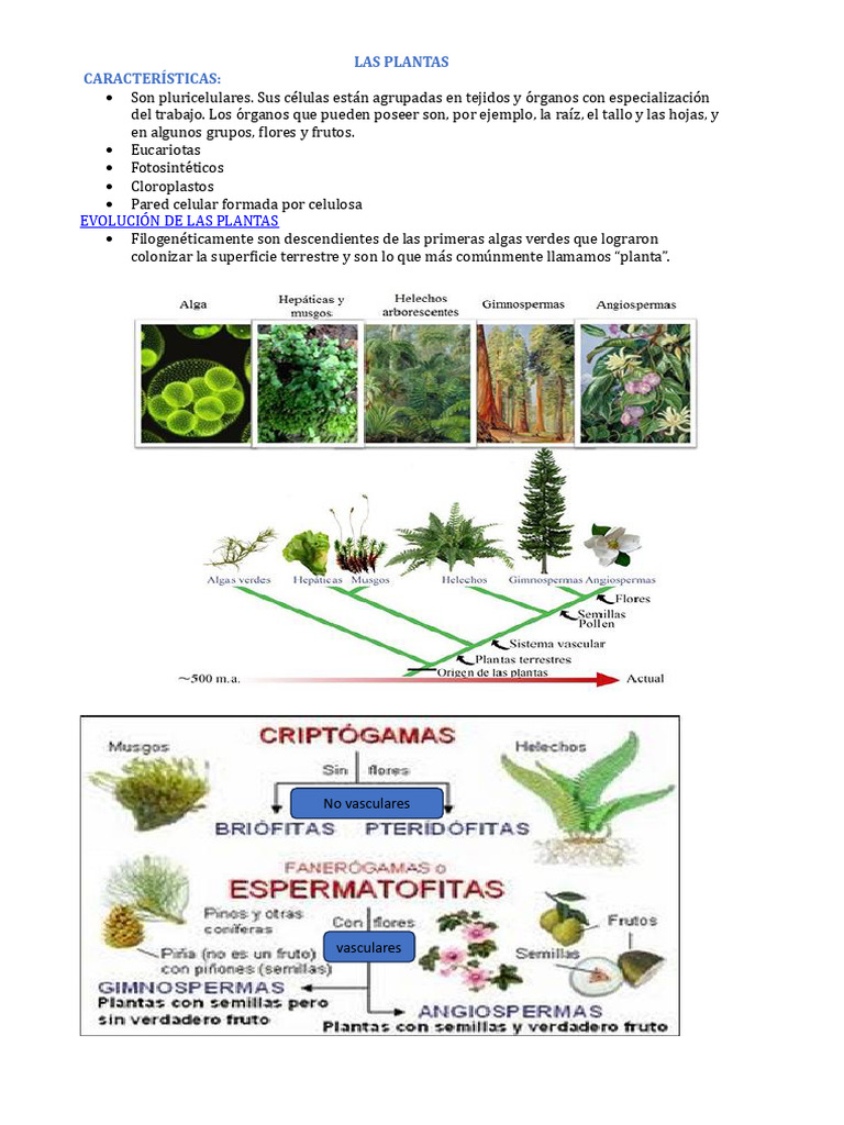 Las Plantas Estructura | PDF