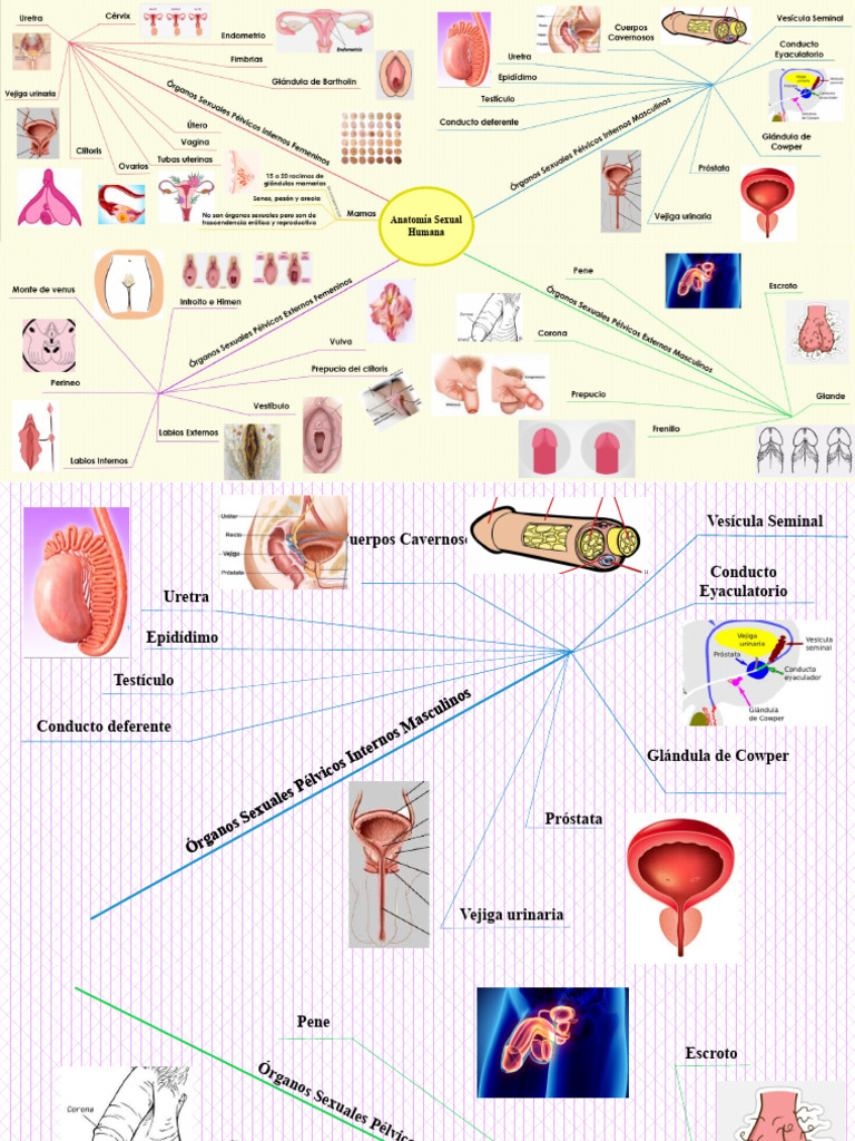 Mapas Mentales Pdf Vagina La Sexualidad Humana