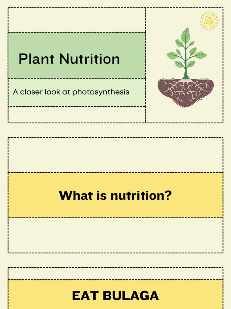 Ch 6 Plant Nutrition | PDF | Leaf | Photosynthesis