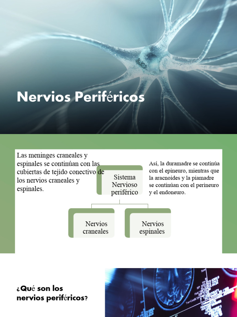Nervios Periféricos Presentacion | PDF | Nervio | Sistema nervioso