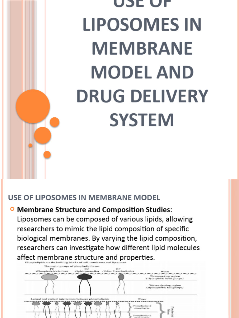 Use of Liposomes in Membrane Model and Drug | PDF | Lipid Bilayer ...