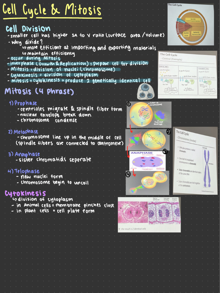 Cell Cycle & Mitosis | PDF | Science & Mathematics | History