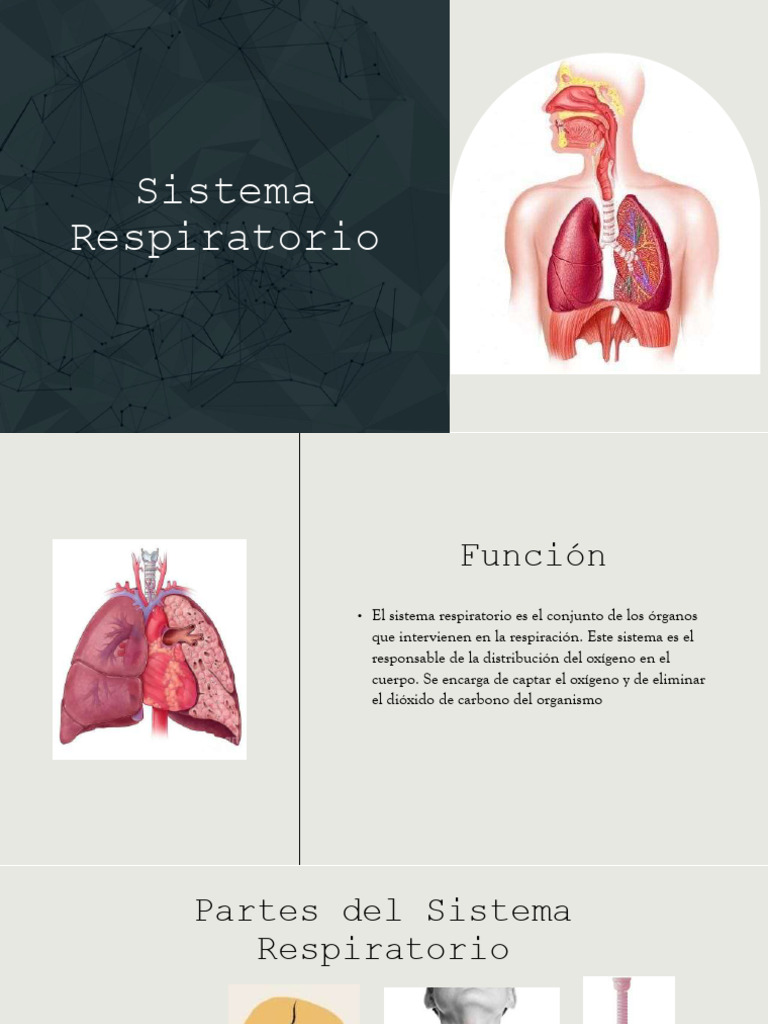 Sistema Respiratorio | PDF | Sistema respiratorio | Pulmón