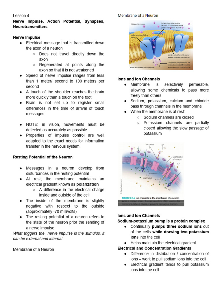 What Triggers The Nerve Impulse Is The Stimulus It Can Be External And
