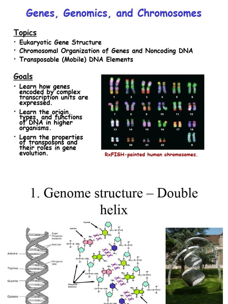 Lecture 1 - Genes and Genomics | PDF | Transposable Element | Gene Lecture 1 - Genes and Genomics | PDF | Transposable Element | Gene
