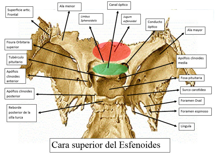 Anatomía del Hueso Esfenoides | PDF