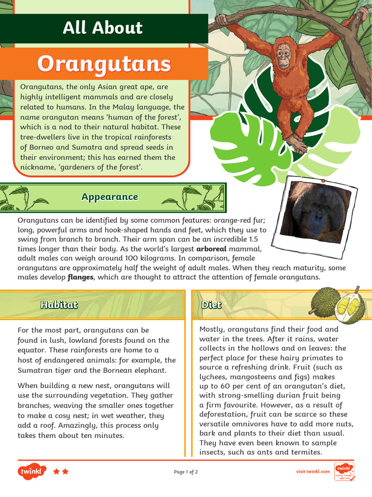 Orangutan 1 | PDF | Orangutan | Organisms