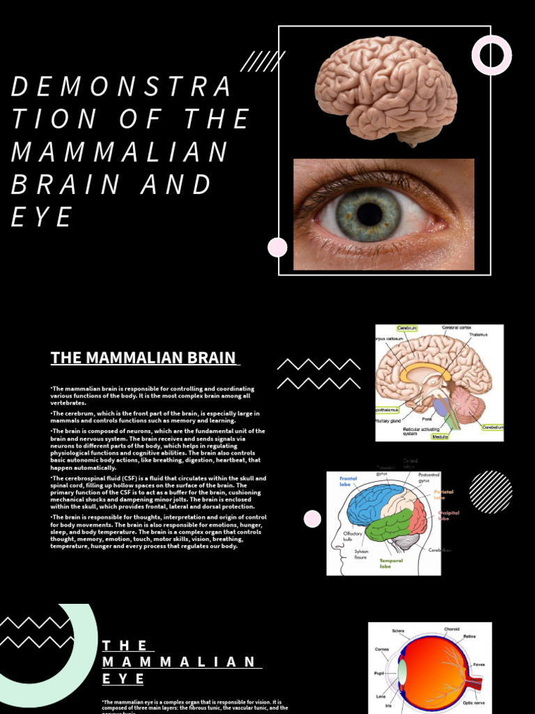 Demonstration of The Mammalian Brain and Eye | PDF | Brain | Eye