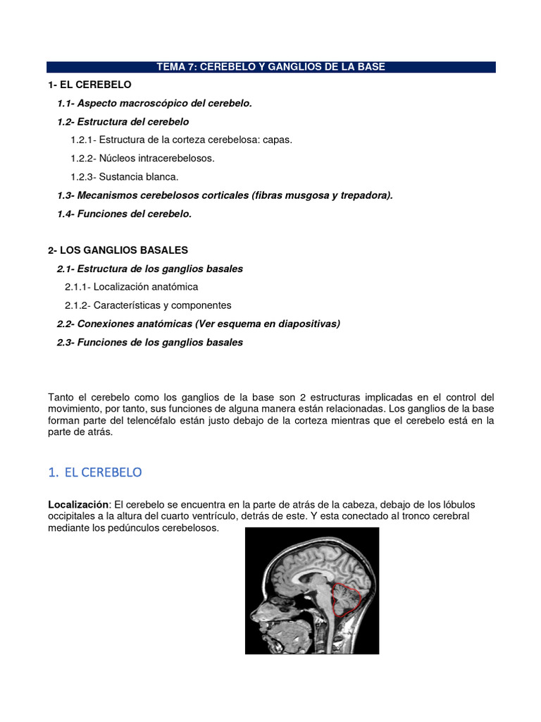wuolah-free-TEMA-7 (1) - Gulag-Free | PDF | Cerebelo | Ganglios basales