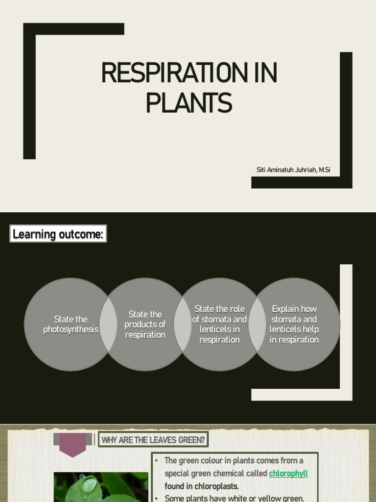 3 - Plant Processes - Respiration in Plants | PDF | Photosynthesis | Stoma
