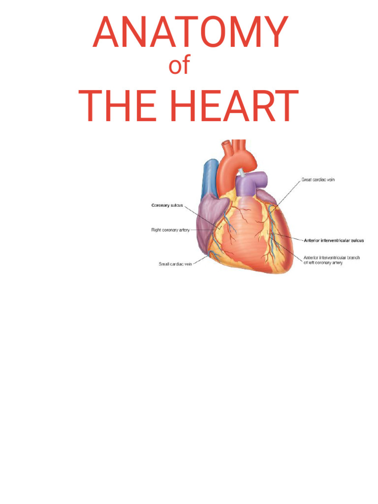 Anatomy of The Heart | PDF | Coronary Circulation | Heart Valve