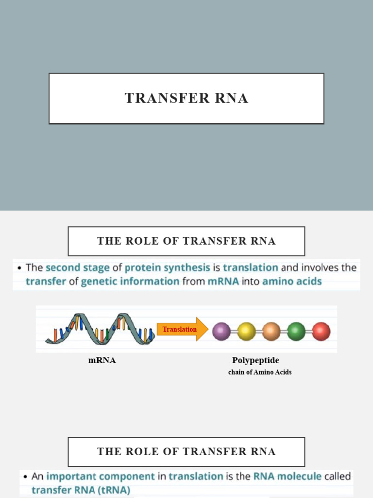 Translation | PDF | Translation (Biology) | Ribosome