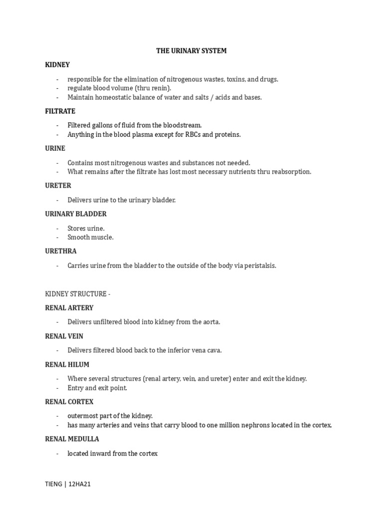 The Urinary System Notes | PDF | Kidney | Urinary System