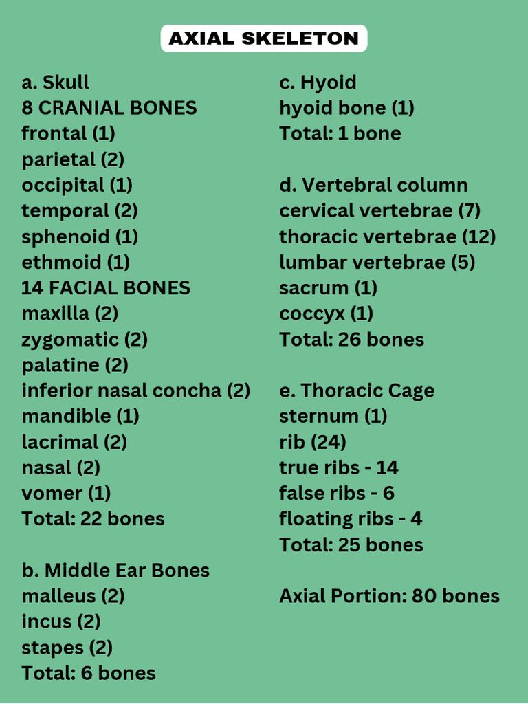 Axial Skeleton 80 Bones 1 | PDF | Foreign Language Studies