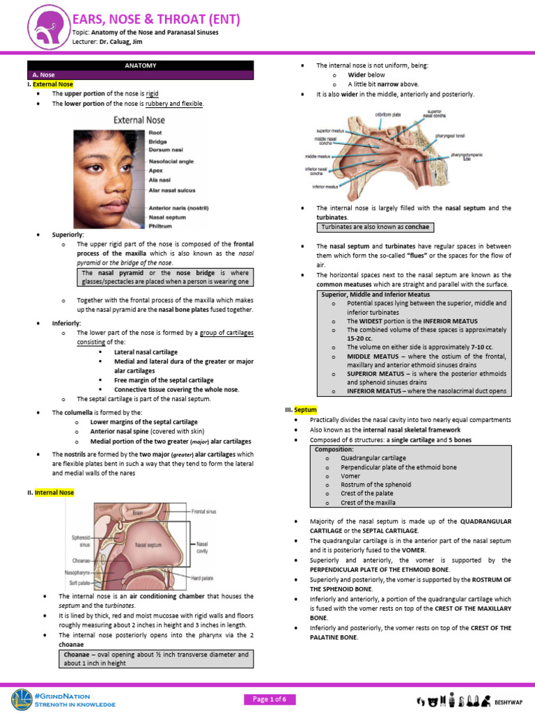 ENT - Anatomy of the Nose and Paranasal Sinuses | PDF | Human Nose ...