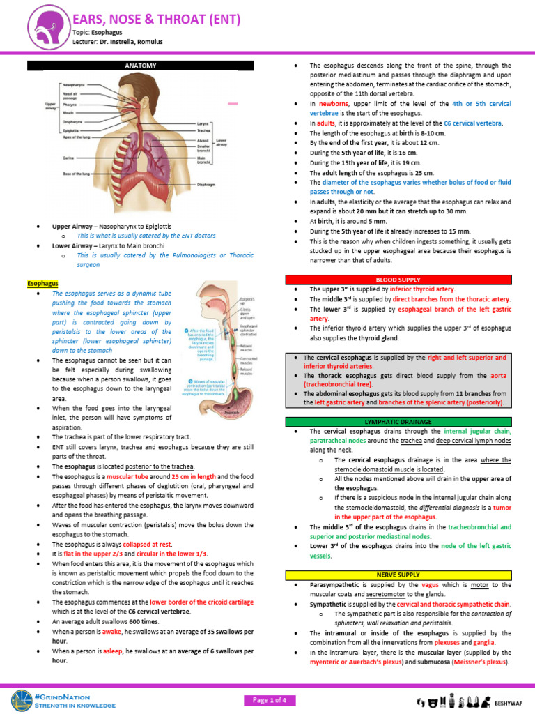 ENT - Esophagus | PDF | Esophagus | Larynx