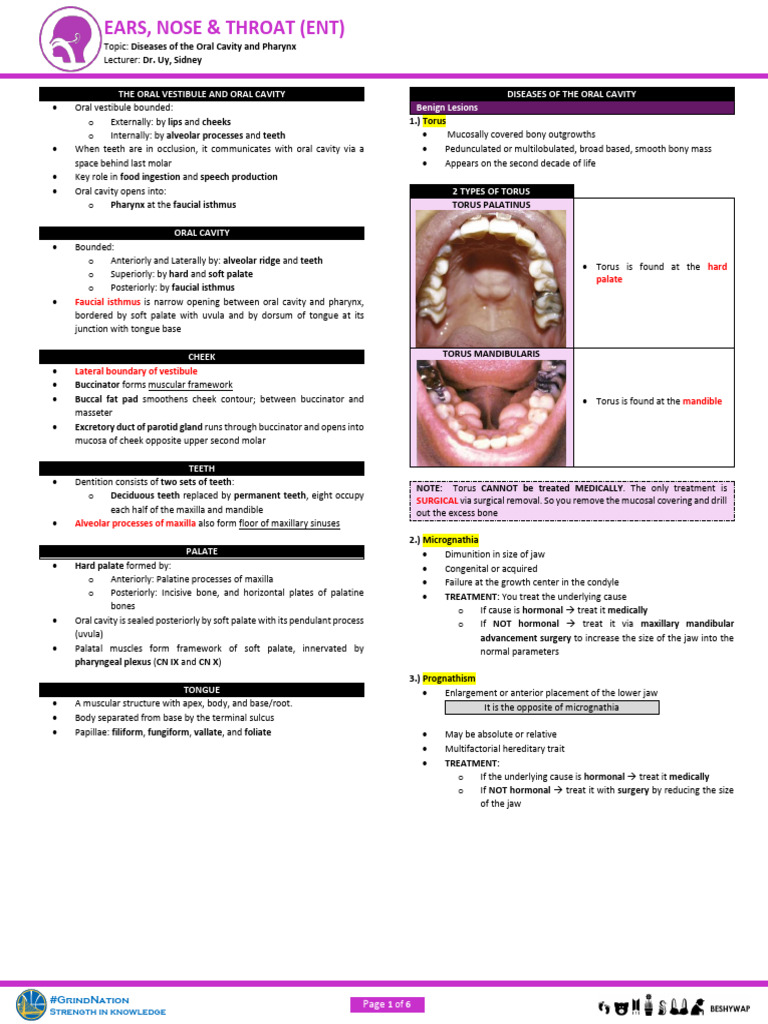 ENT - Diseases of The Oral Cavity and Pharynx | PDF | Anatomy | Medical ...