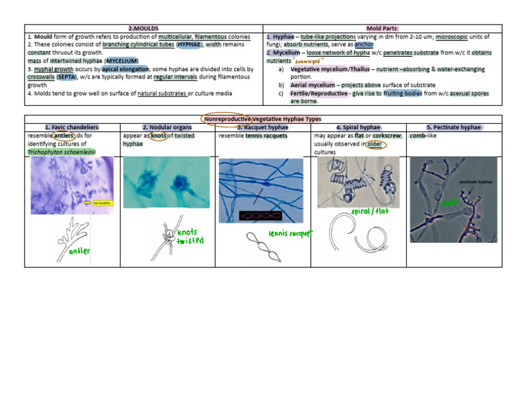 Intro Medical Mycology Part 2 | PDF | Mold | Mycology