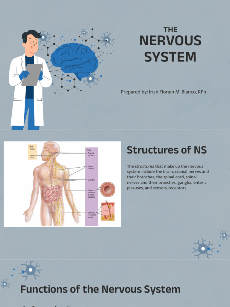 Nervous System | PDF | Neuron | Neurotransmitter
