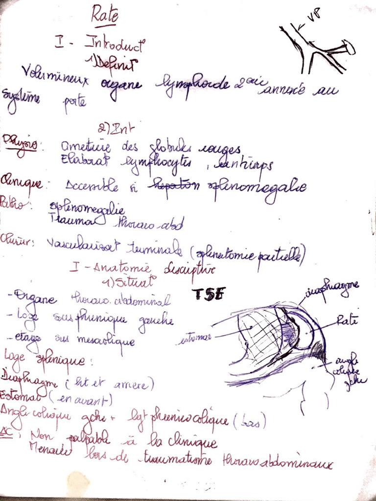 Anatomie de La Rate | PDF