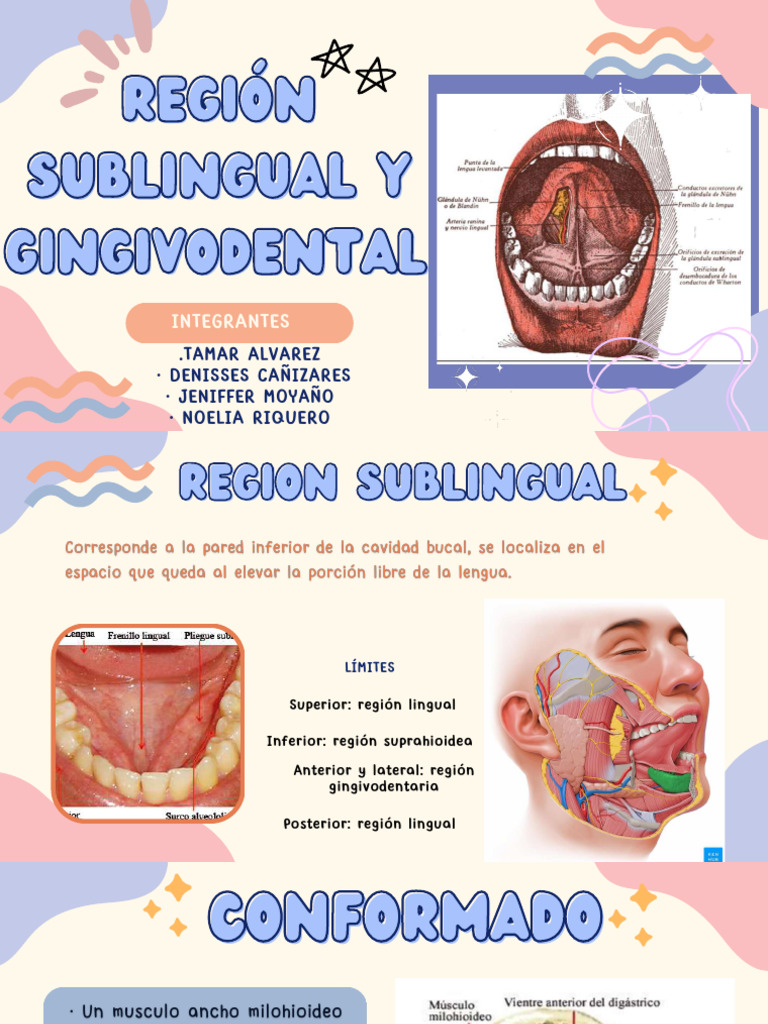 Región sublingual y gingivodental | PDF | Anatomía humana | Boca