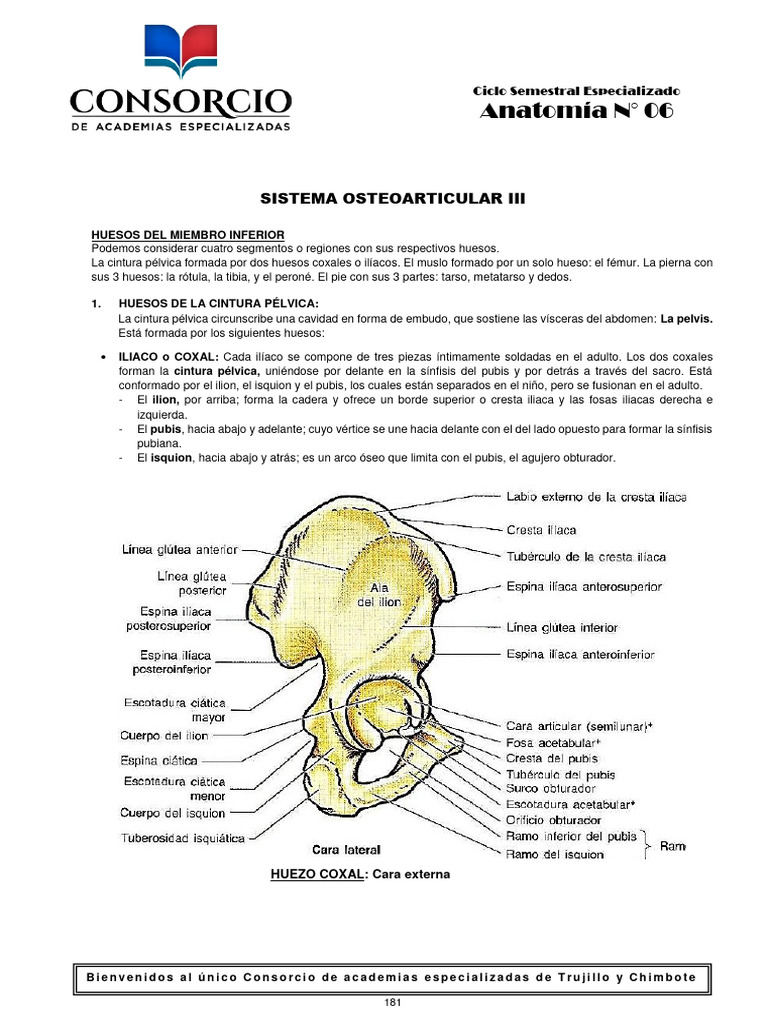 Práctica de Sistema OsteoArticular - Las imagenes estan en capturas de pantalla | PDF ...