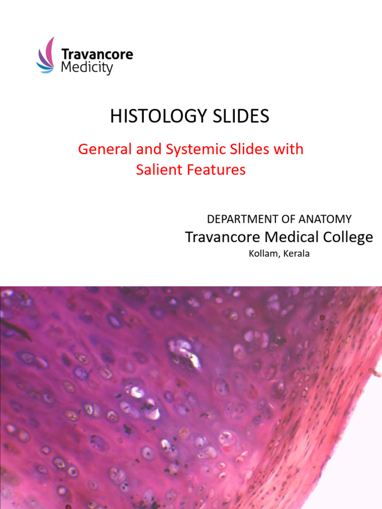 Histology Slides: Anatomy Overview | PDF | Epithelium | Stomach