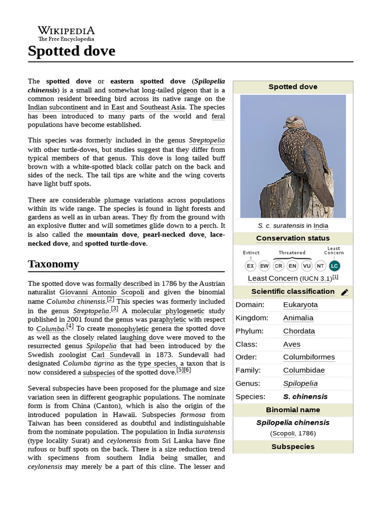 Spotted Dove | PDF | Ornithology | Birds