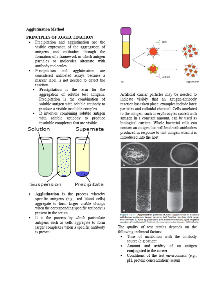 Agglutination Method | PDF | Antibody | Human Chorionic Gonadotropin