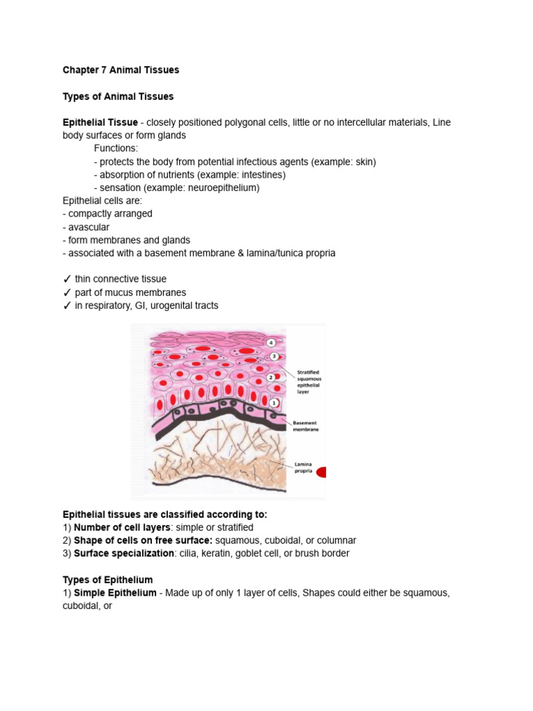 Zoo Mid | PDF | Epithelium | Connective Tissue Zoo Mid | PDF | Epithelium | Connective Tissue