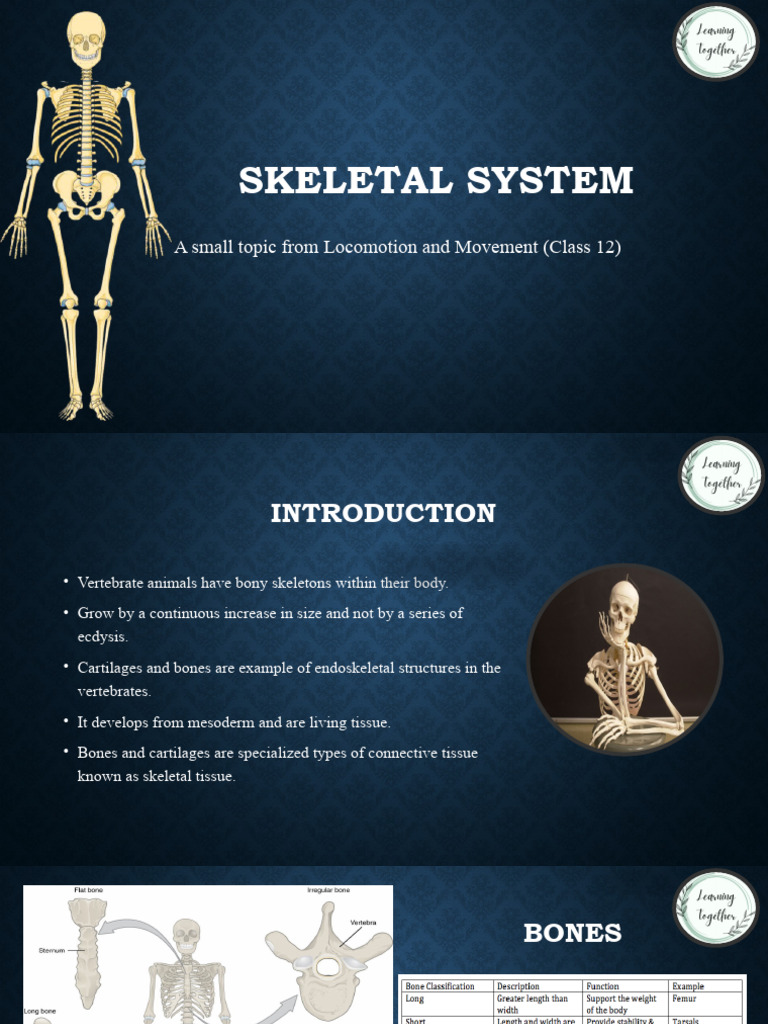 Skeletal System | PDF | Vertebral Column | Vertebra