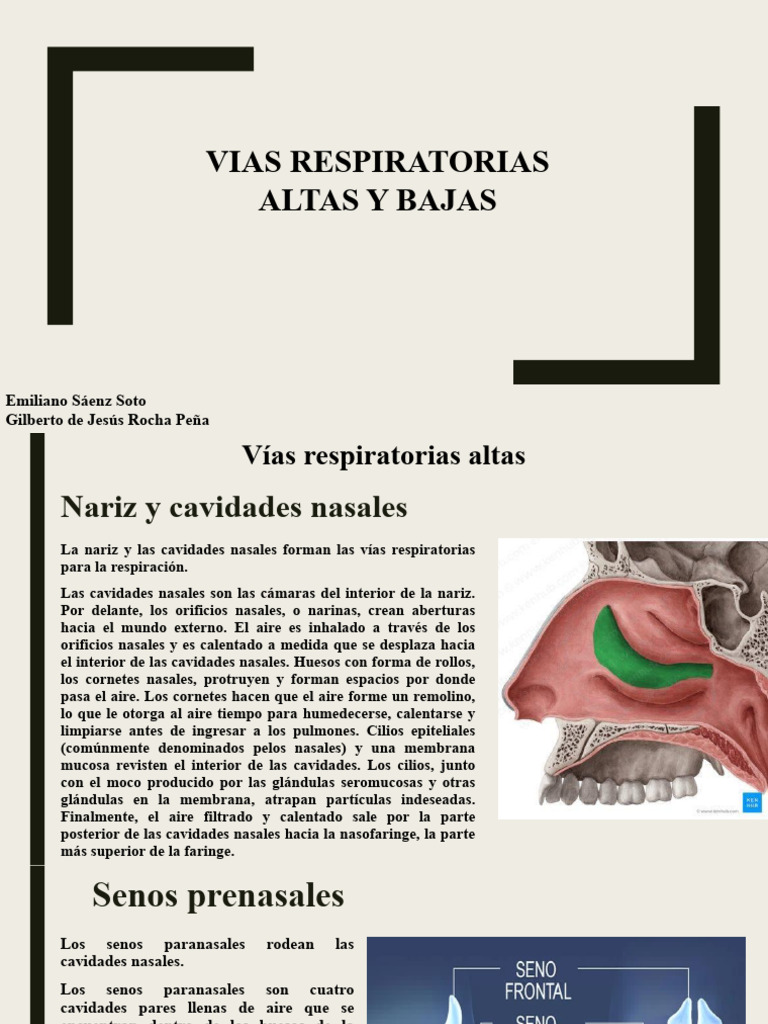 Vias Respiratorias Altas y Bajas | PDF | Pulmón | Nariz humana