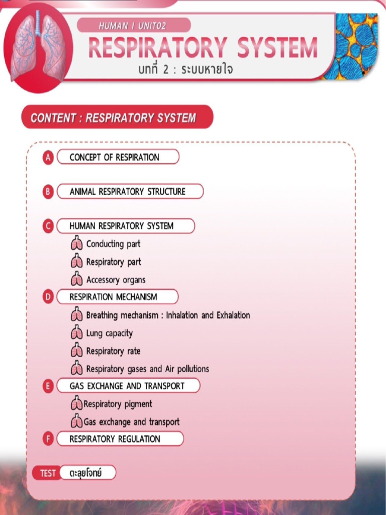 Respiratory Systems | PDF
