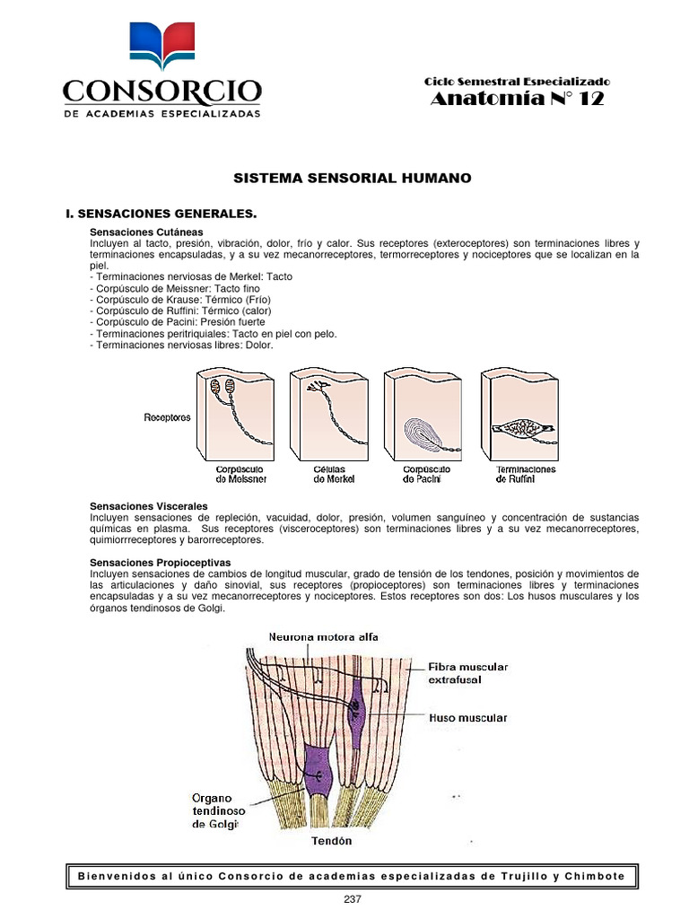 Práctica de Sistema Sensorial #11 | PDF | Oído | Ojo humano