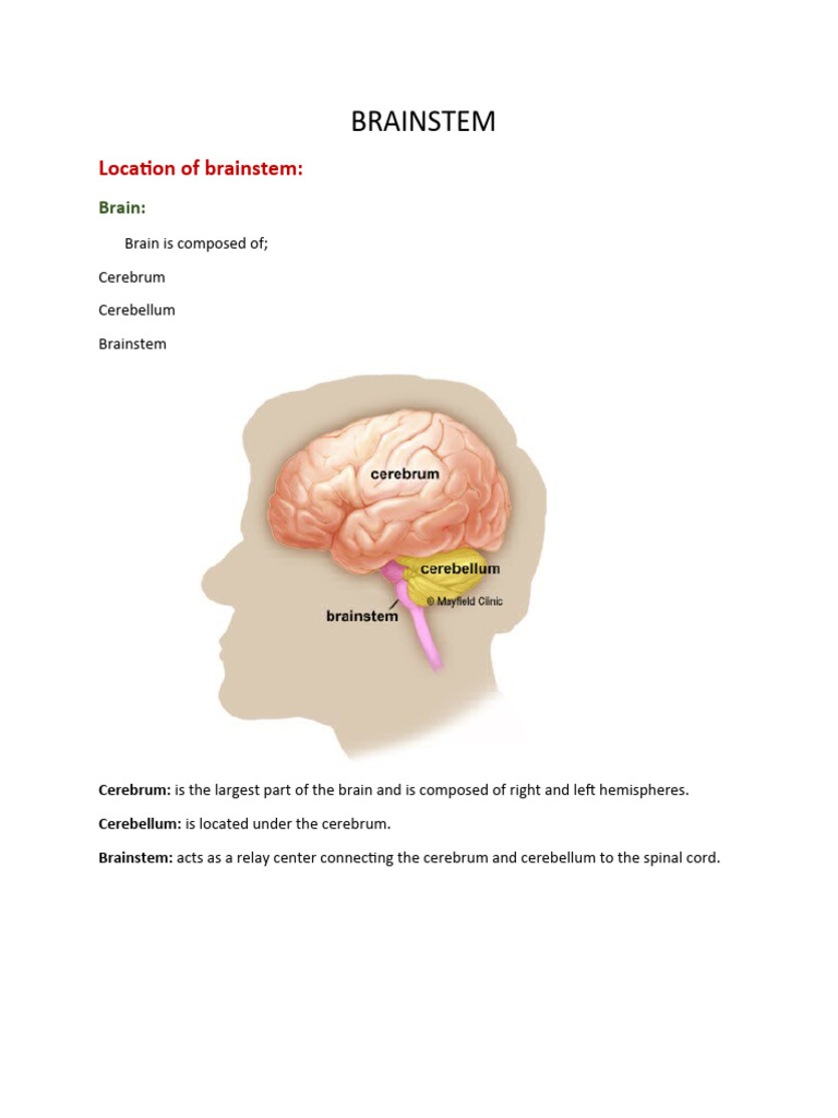 BRAINSTEM | PDF | Cerebrum | Brainstem