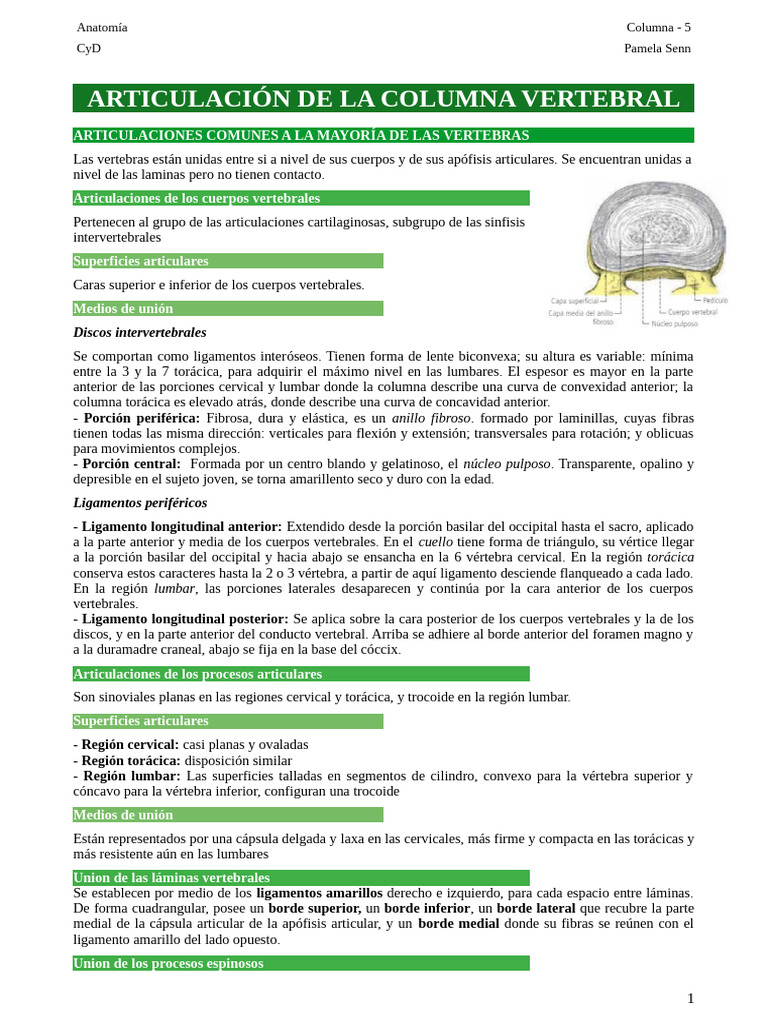 Columna - Cap. 5 | Descargar gratis PDF | La columna vertebral | Vértebra