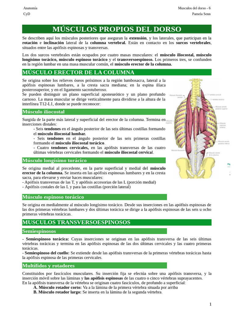 Músculos del Dorso y su Anatomía | PDF | La columna vertebral | Tórax