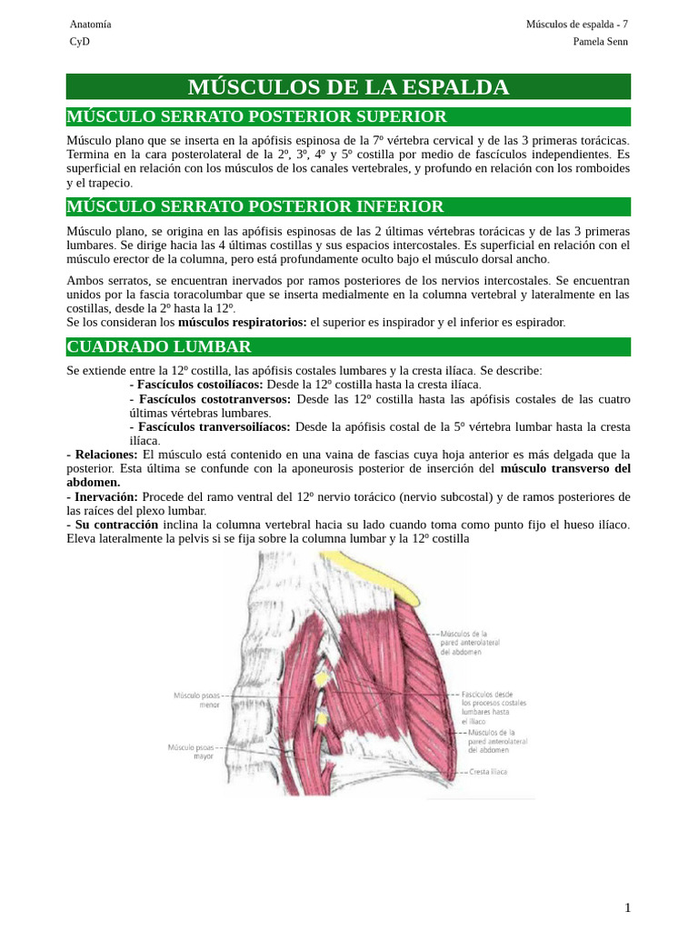 MUSCULOS DE ESPALDA - Cap 7 | PDF | La columna vertebral | Anatomía