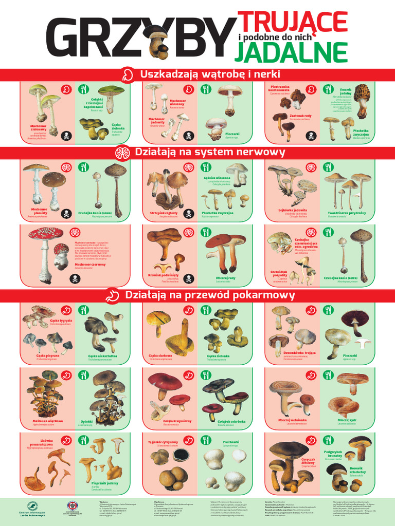 Grzyby Plakat | PDF