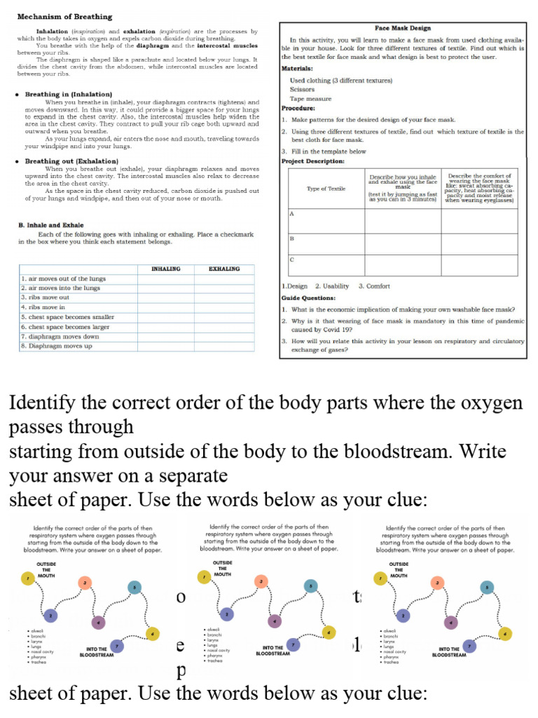 Oxygen Pathway Through Body Parts | PDF